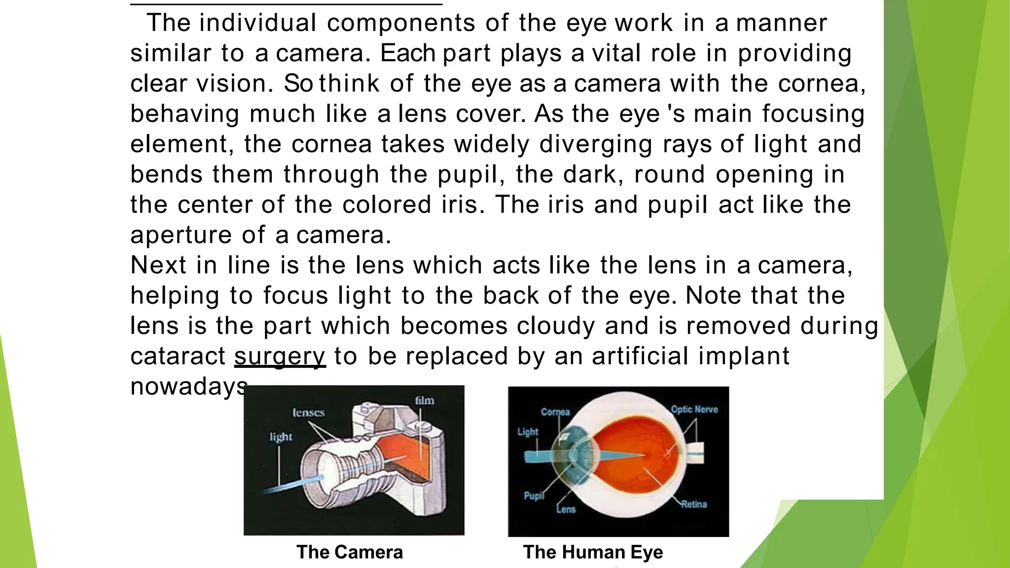 Physiology Of Eye Pptx