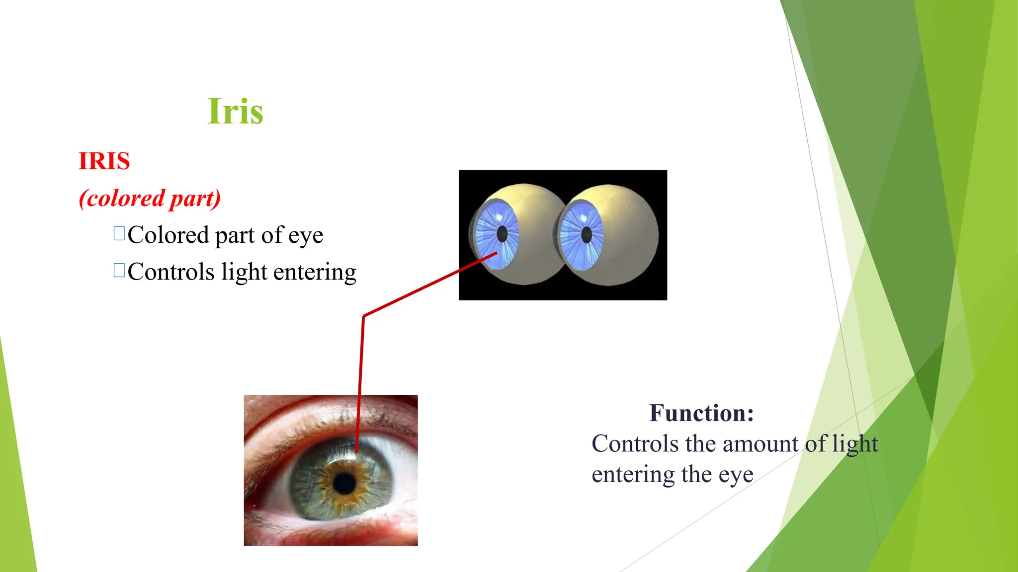 PHYSIOLOGY OF EYE.pptx