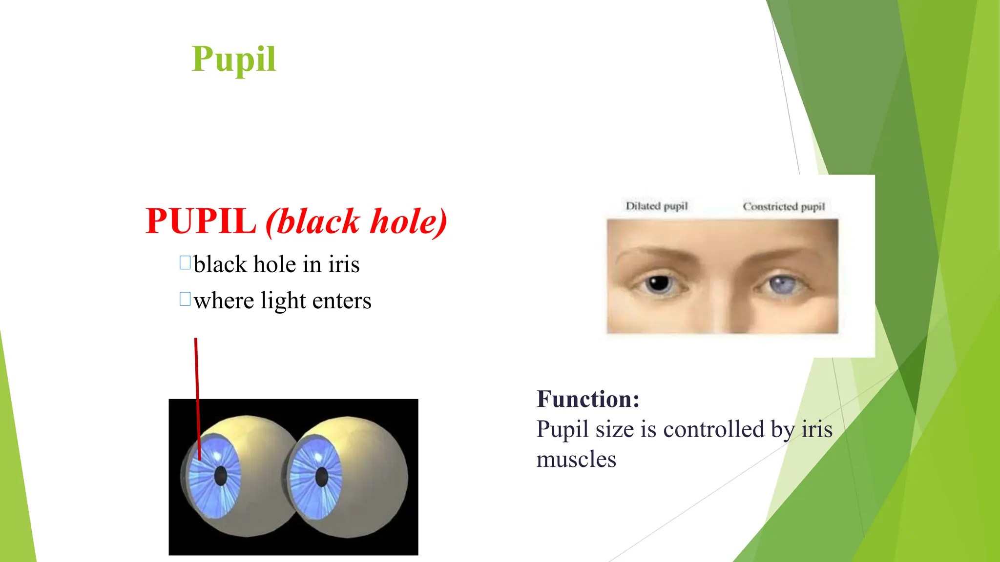 PHYSIOLOGY OF EYE.pptx