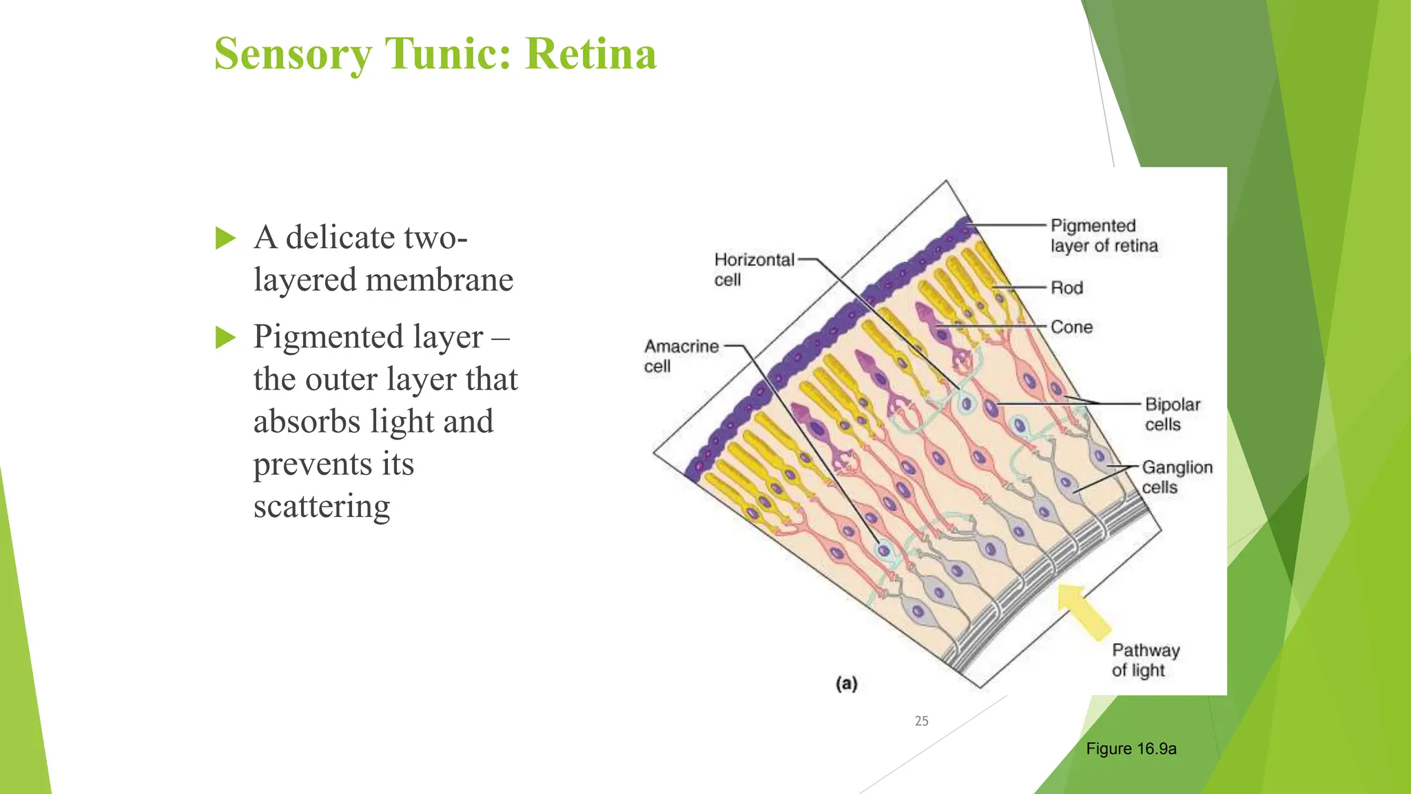 PHYSIOLOGY OF EYE.pptx