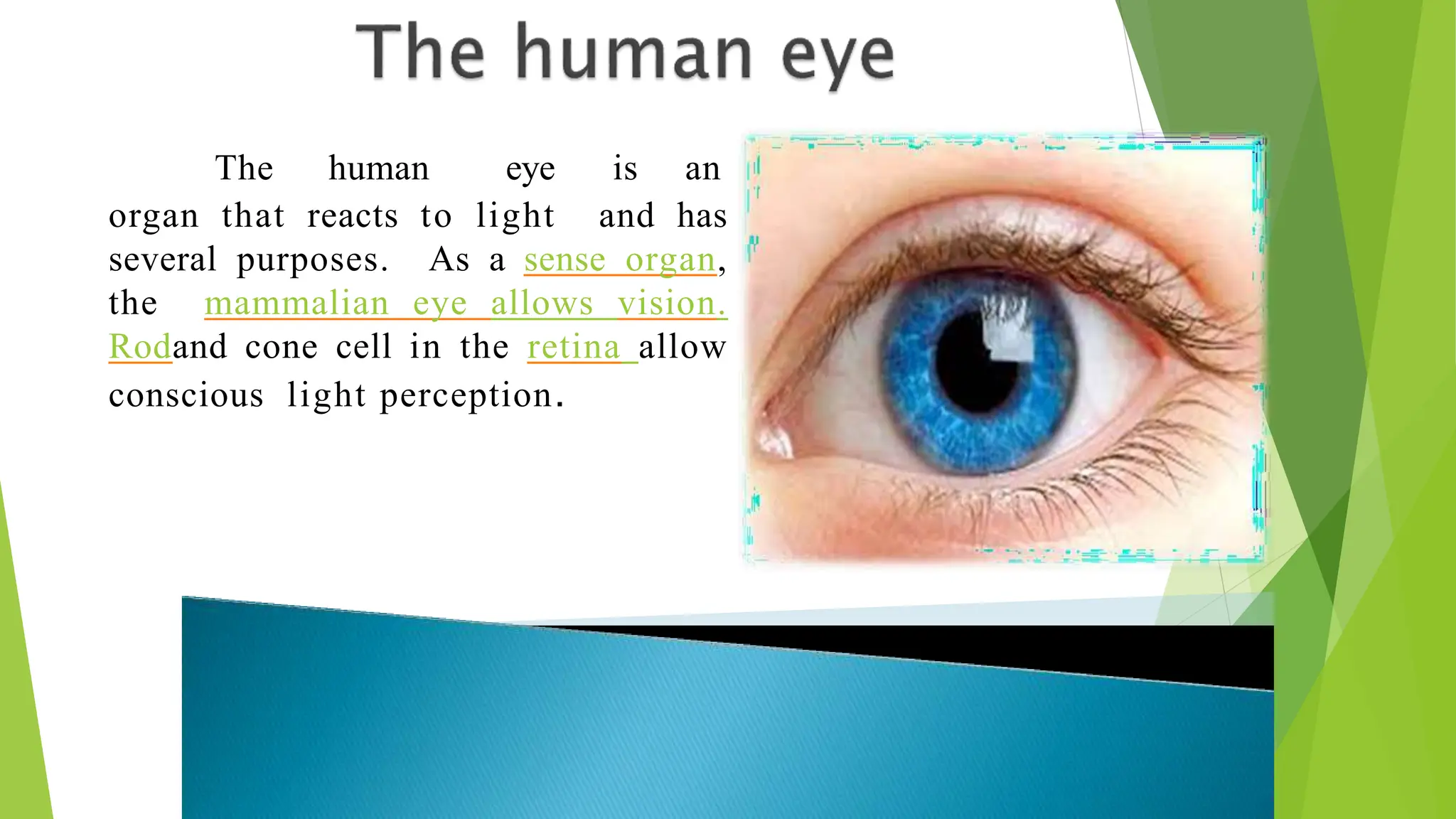 PHYSIOLOGY OF EYE.pptx