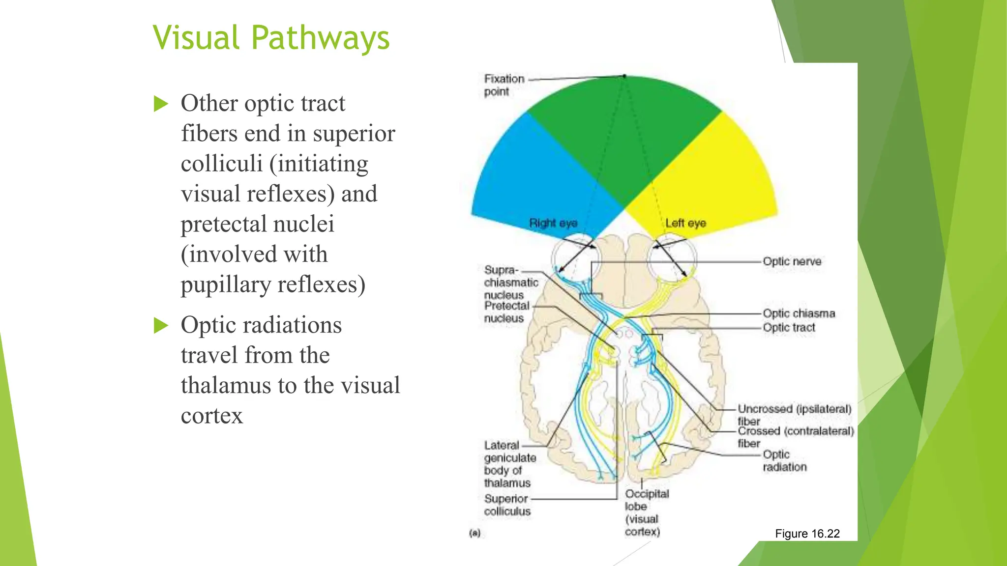 PHYSIOLOGY OF EYE.pptx