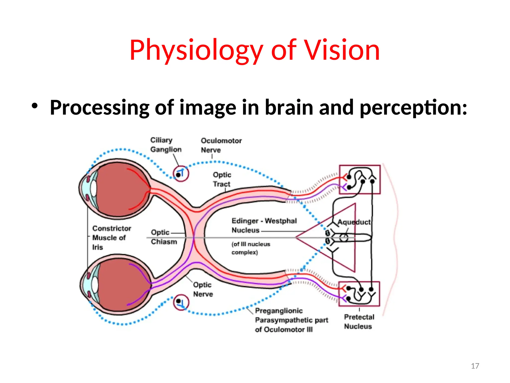 physiology of eye.ppt visual processsing | PPT