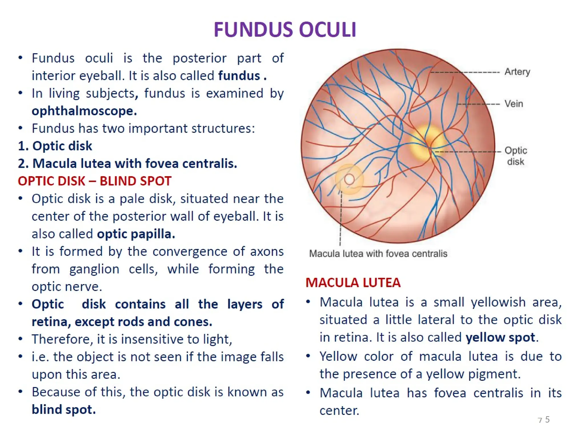 physiology of eye.ppt visual processsing | PPT