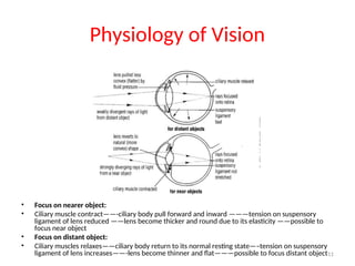 physiology of eye.ppt visual processsing | PPT