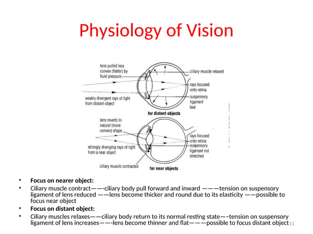 physiology of eye.ppt visual processsing | PPT