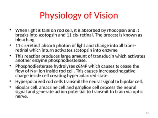 physiology of eye.ppt visual processsing | PPT