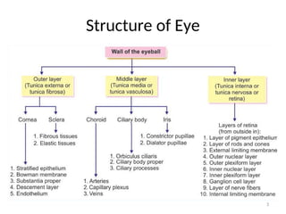 physiology of eye.ppt visual processsing | PPT