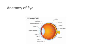physiology of eye ( D batch ).pptx examinations | PPTX