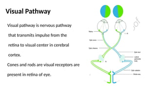 physiology of eye ( D batch ).pptx examinations | PPTX