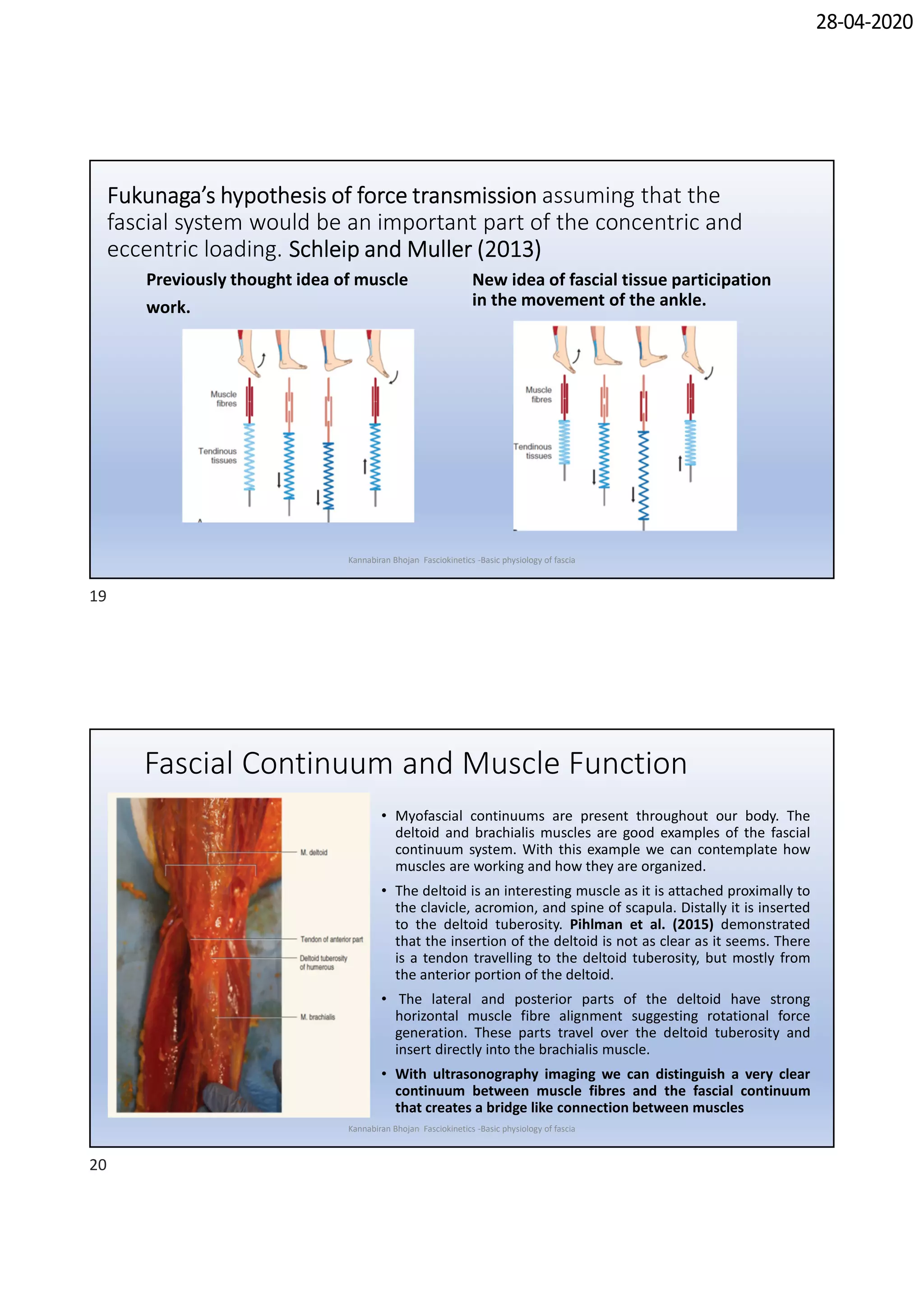 Physiology of fascia | PDF