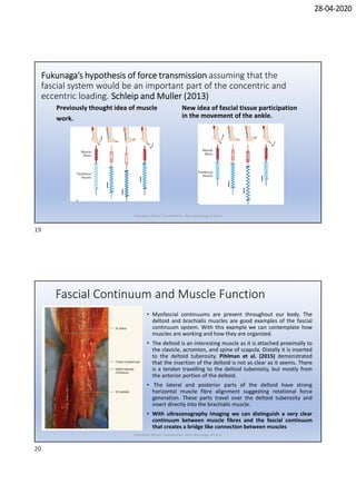 Physiology of fascia | PDF