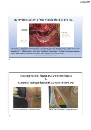 Physiology of fascia | PDF