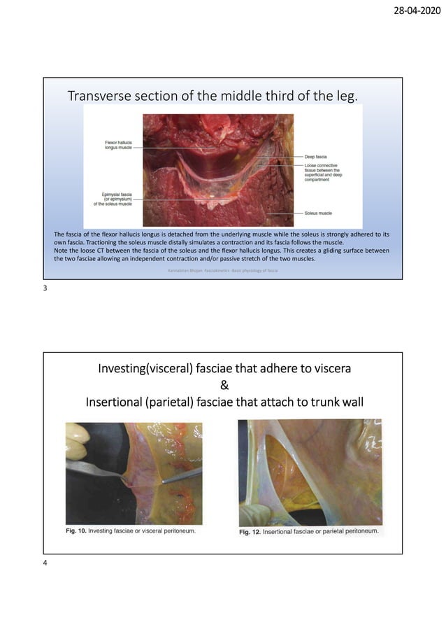 Physiology of fascia | PDF