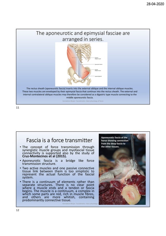 Physiology of fascia | PDF