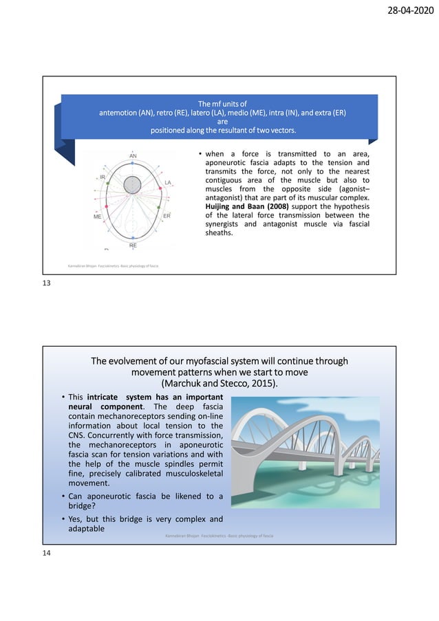 Physiology of fascia | PDF