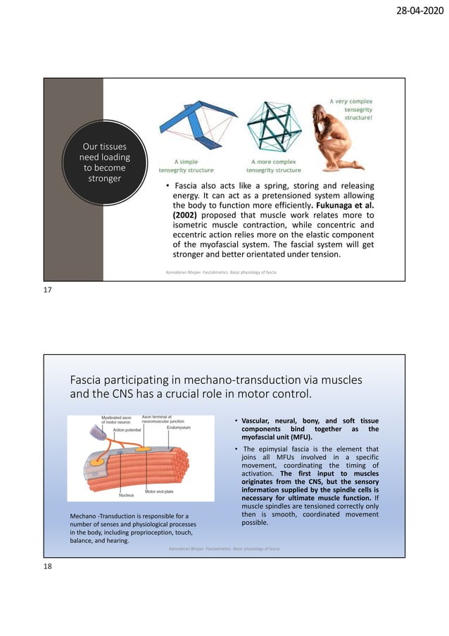 Physiology of fascia | PDF