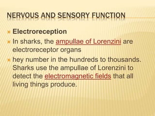 Physiology of fishes | PPTX