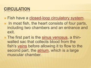 Physiology of fishes | PPTX