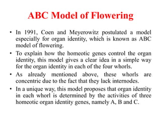 Physiology of Flowering Floral induction theoriesmodels ABC model ...