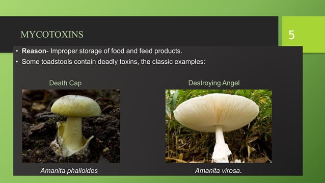 physiology of fungi .................pptx