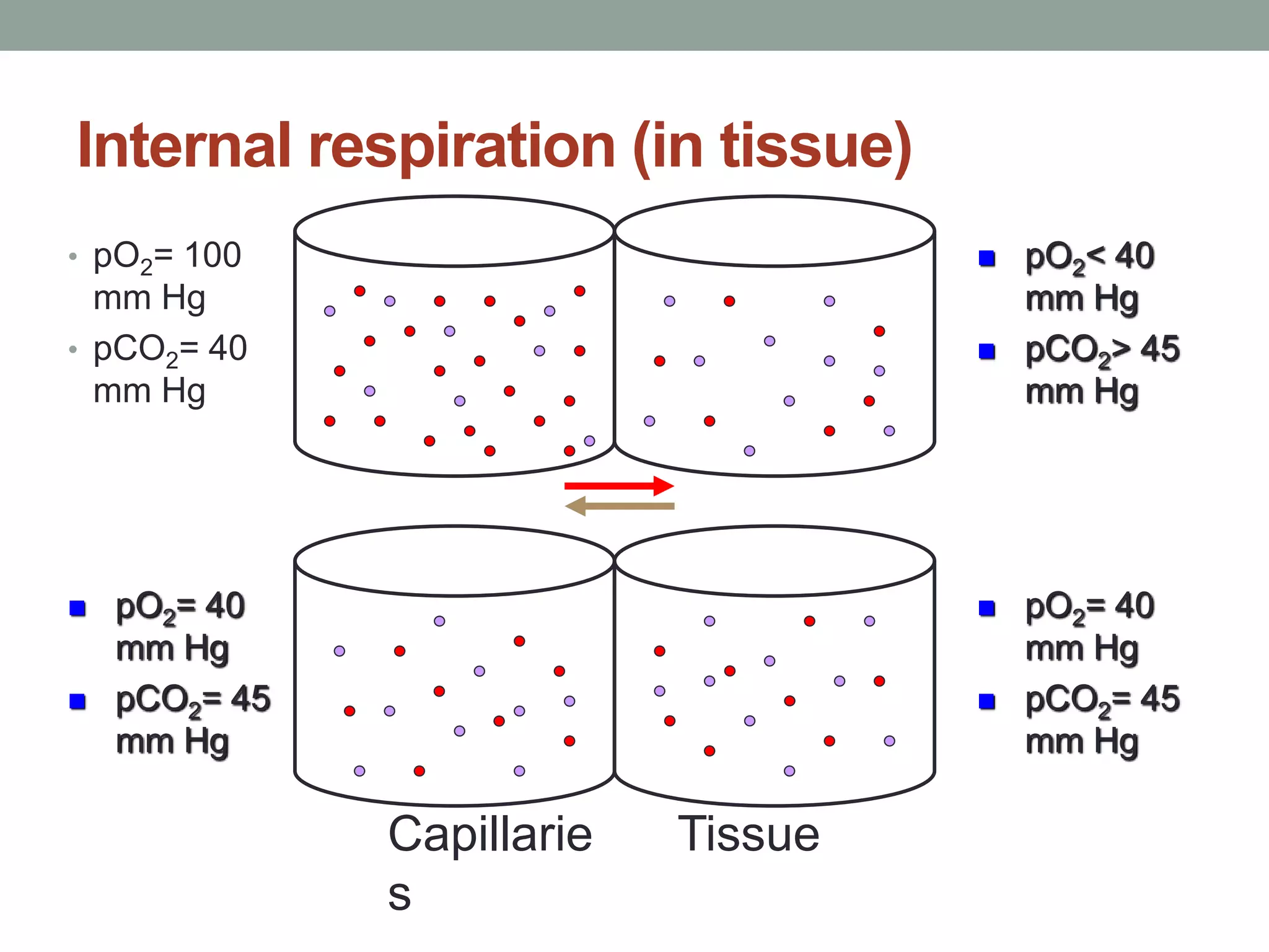 Physiology of gas exchange | PPTX