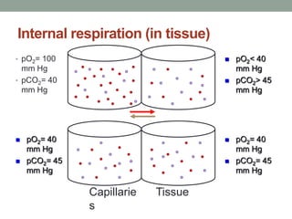 Physiology of gas exchange | PPTX