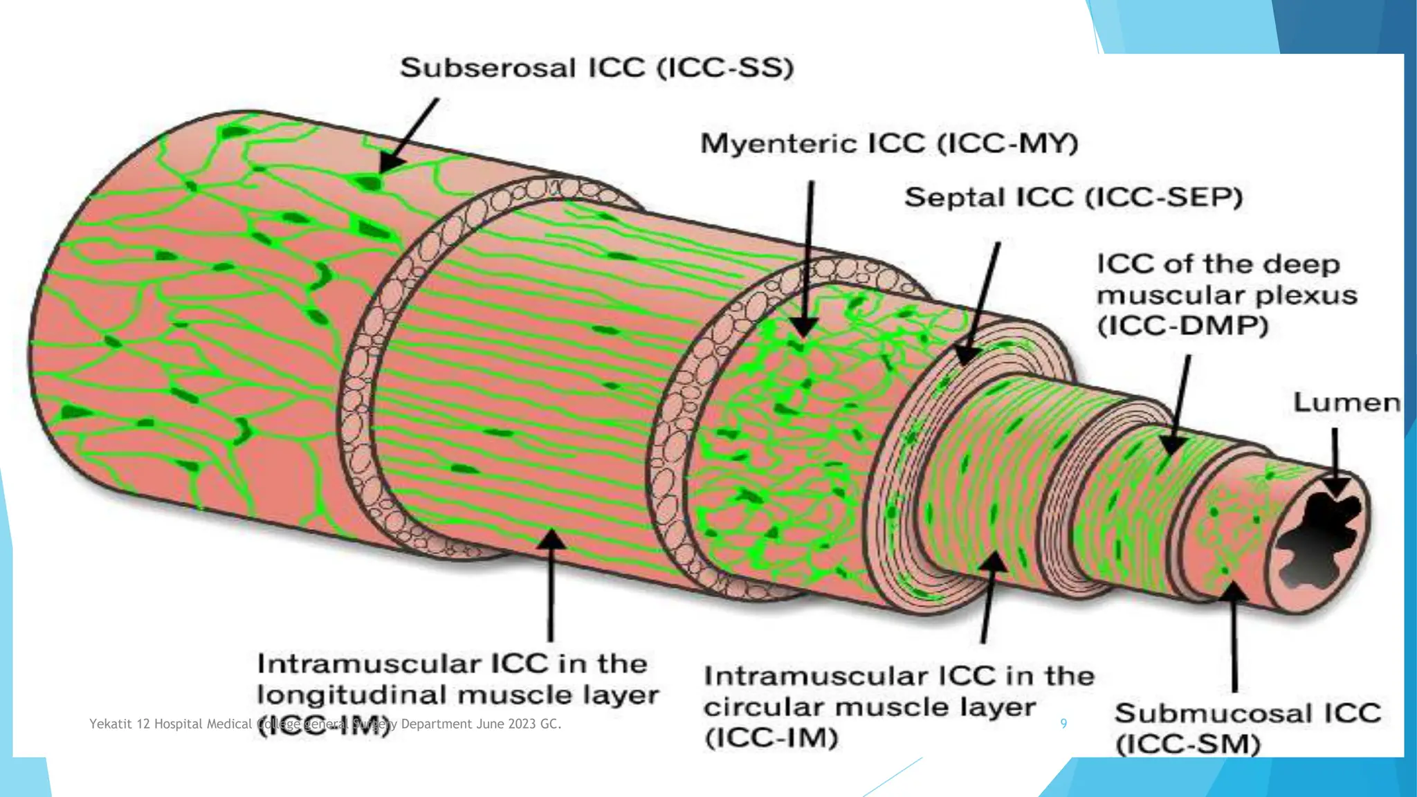 Physiology of Gastric Motility and Digestion1new333(1).pptx | Digestive ...