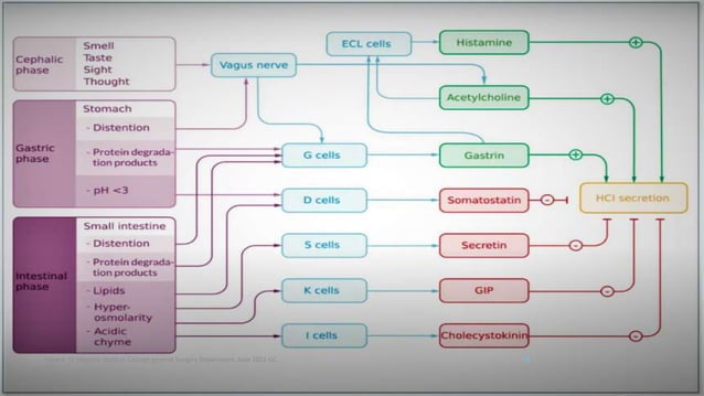 Physiology of Gastric Motility and Digestion1new333(1).pptx | Digestive ...