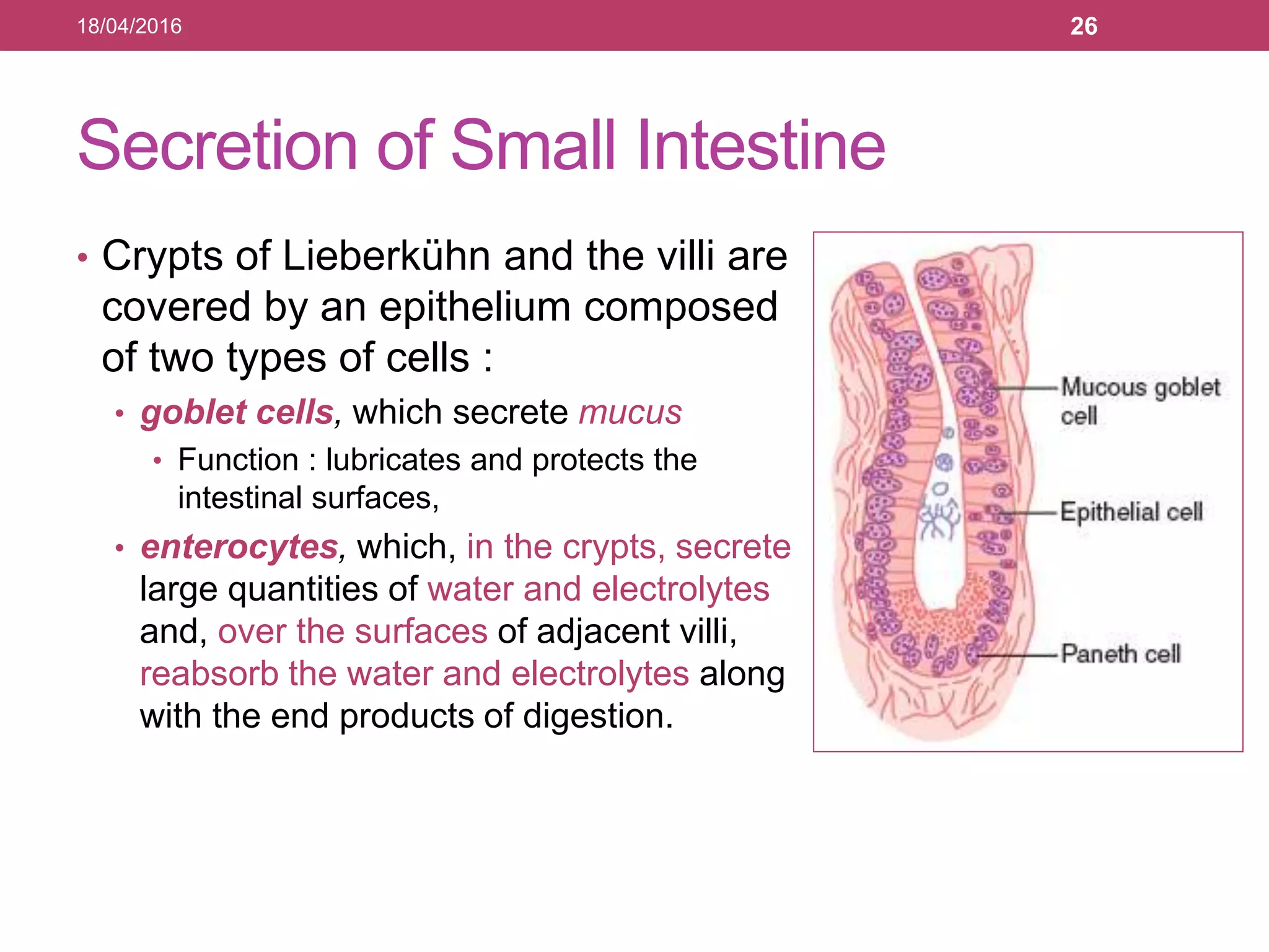 Physiology of GIS (Secretory Function of GI-tract) | PDF