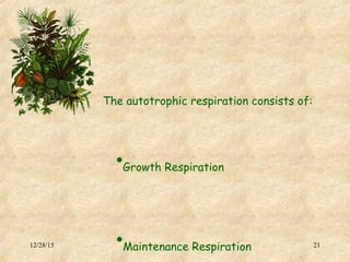 Physiology of grain yield in cereals, Growth and Maintenance ...