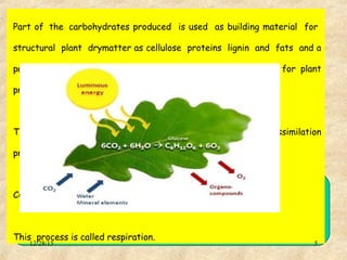 Physiology of grain yield in cereals, Growth and Maintenance ...