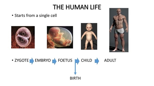 Physiology of growth and development | PPTX