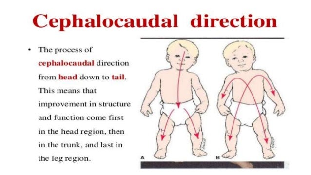 What Is Proximodistal Law Of Development