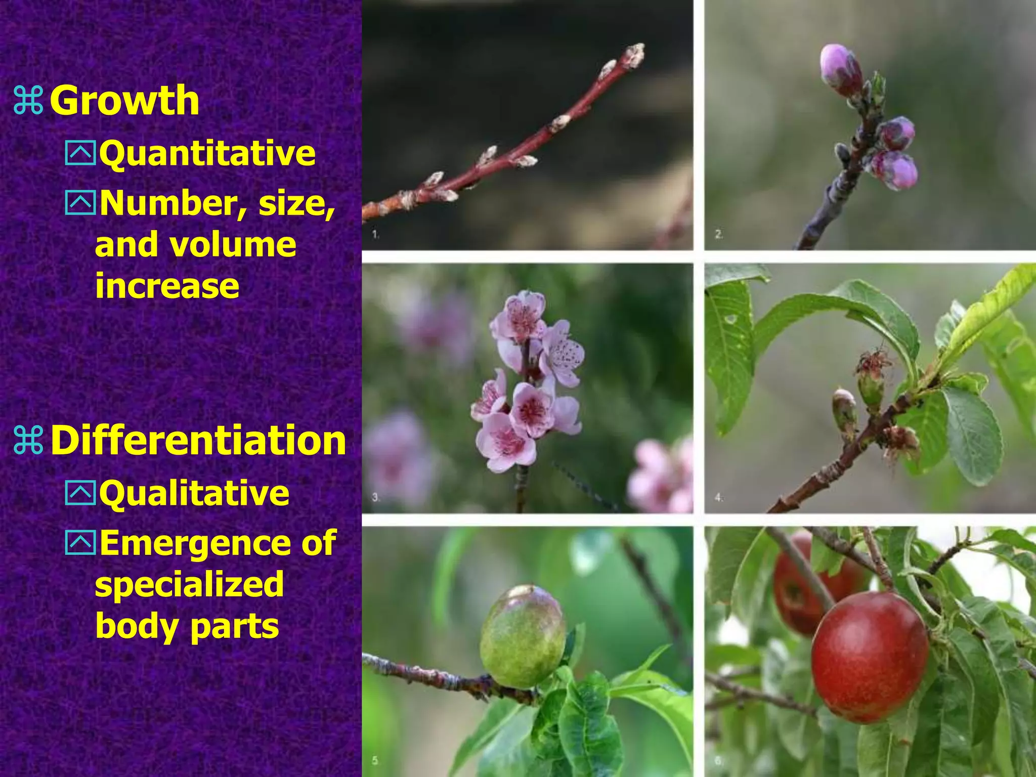 Physiology of growth and development of pome and stone fruits | PDF