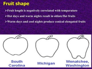 Physiology of growth and development of pome and stone fruits | PDF