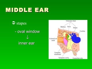 Physiology Of Hearing | PPT