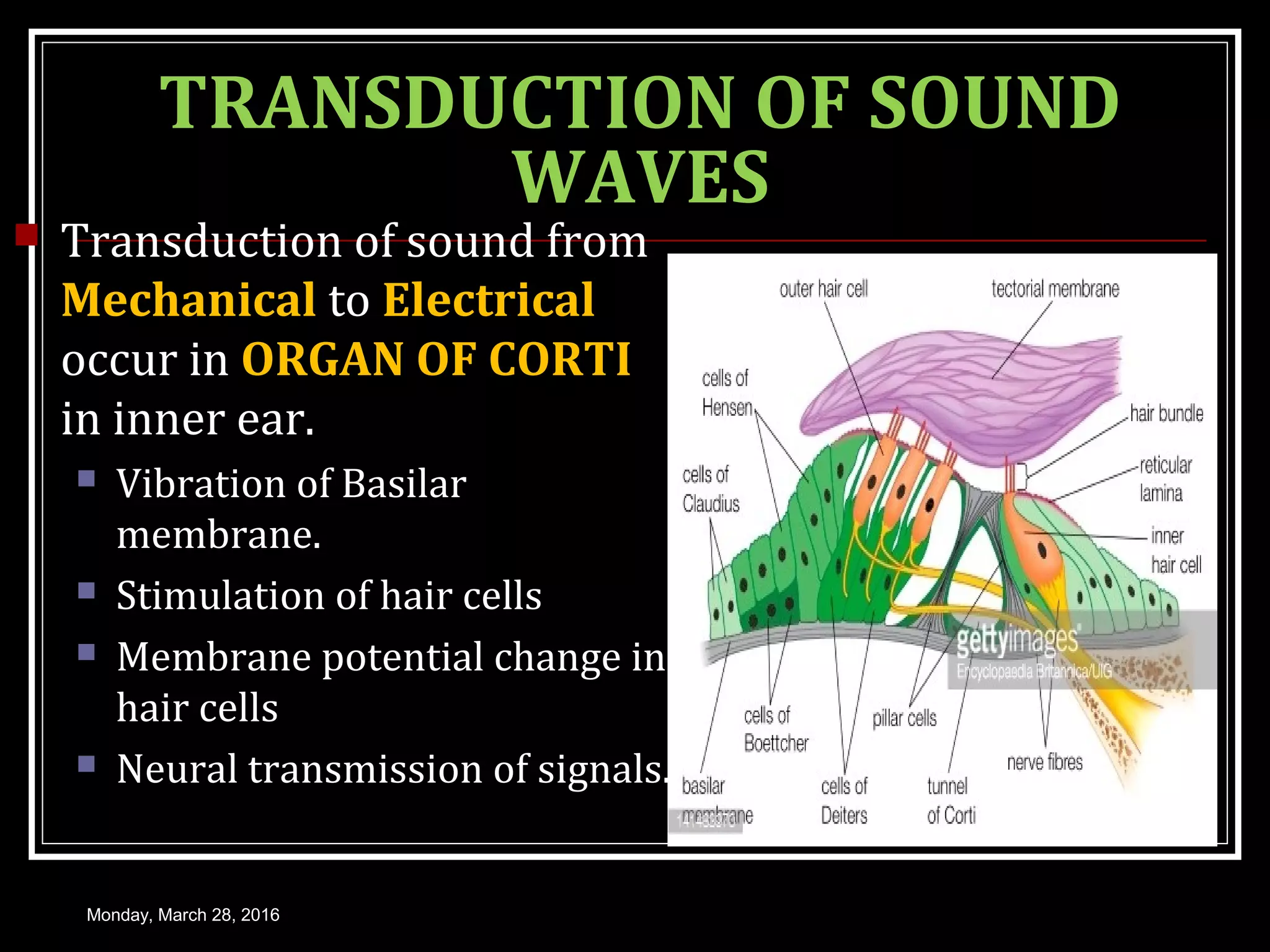 Physiology of hearing | PPT