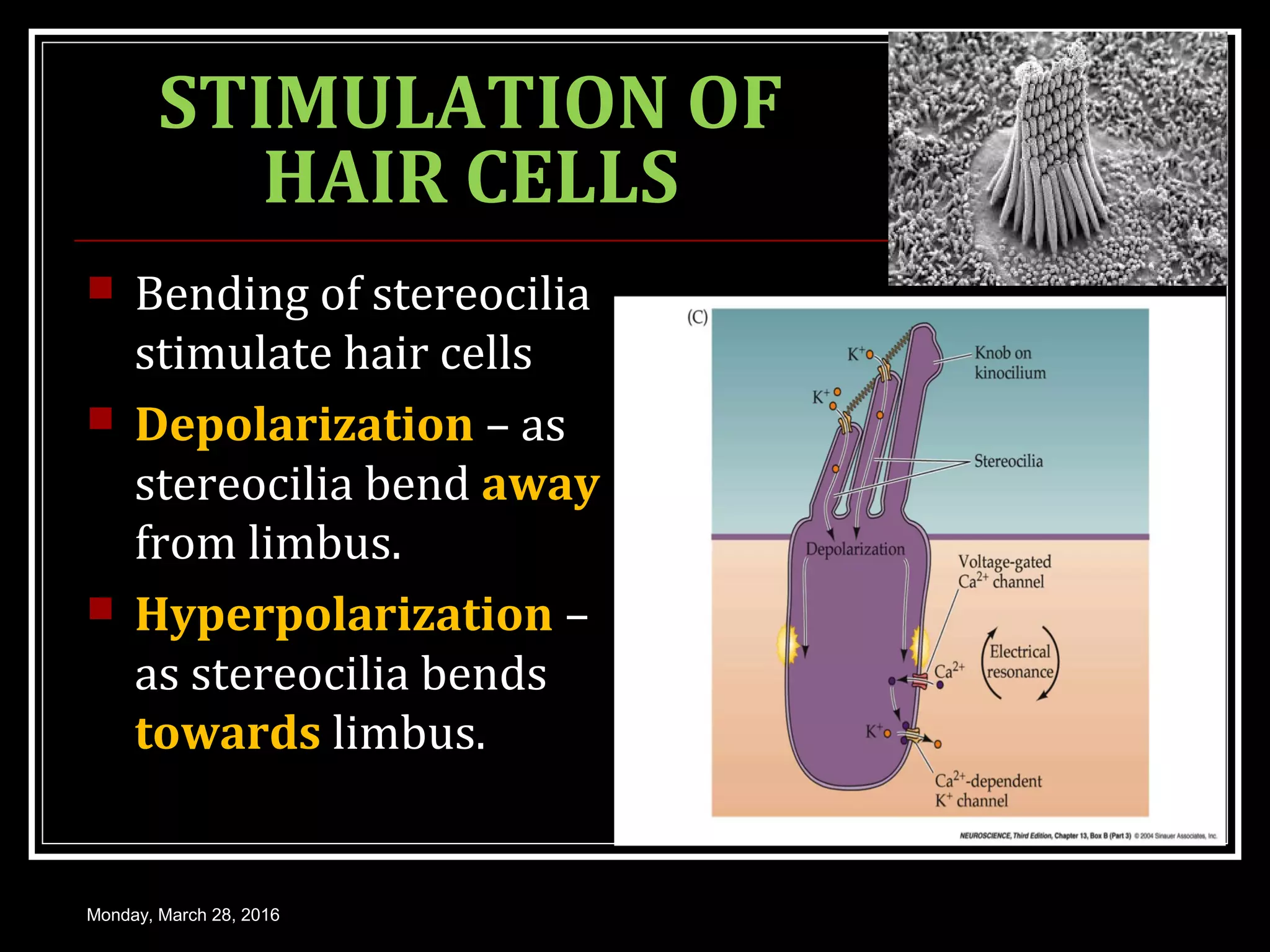 Physiology of hearing | PPT