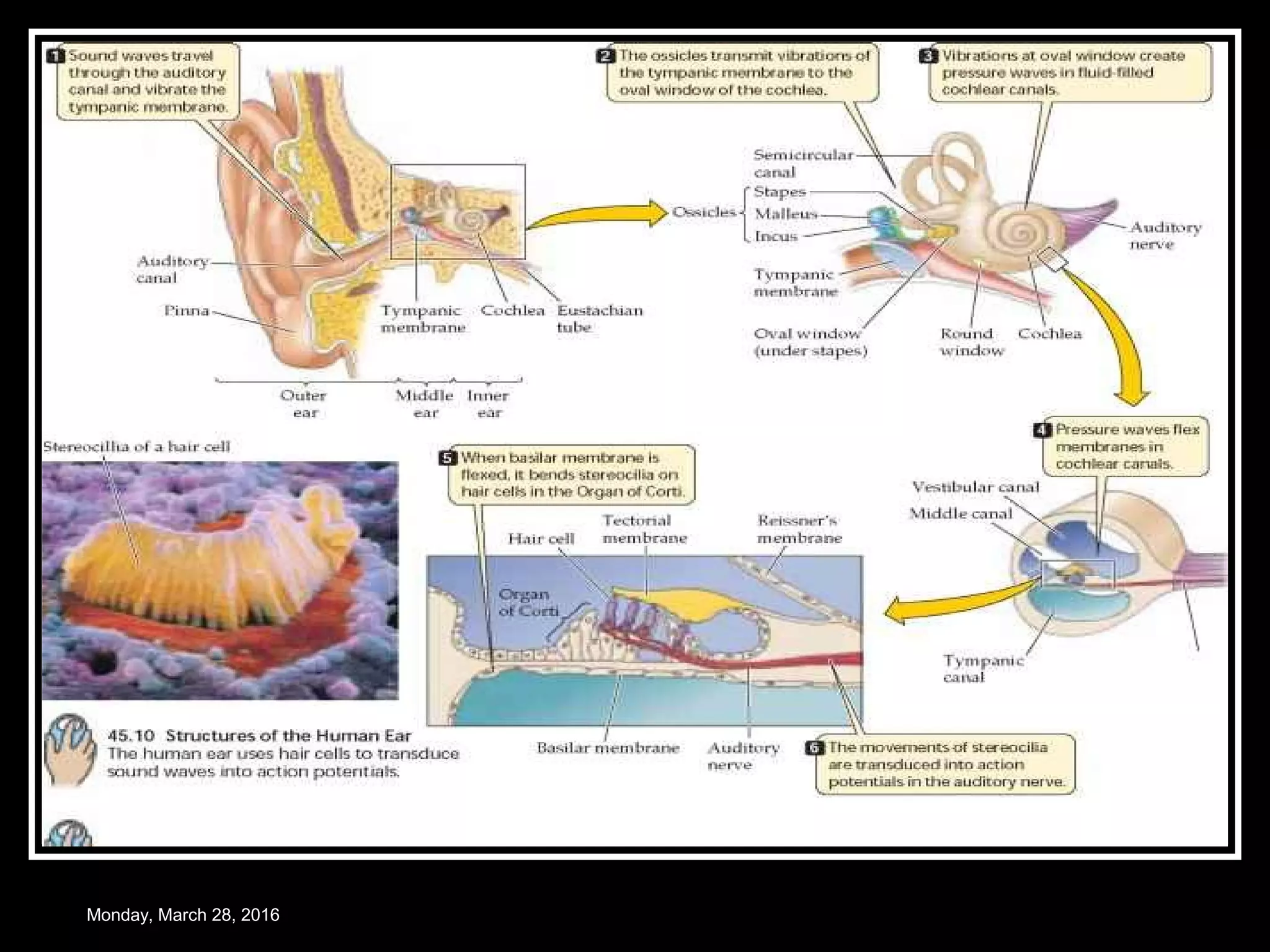 Physiology of hearing | PPT