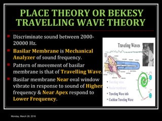 Frequency Theory Of Hearing