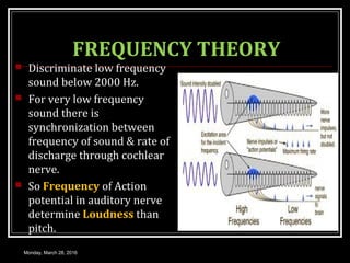 Frequency Theory Of Hearing