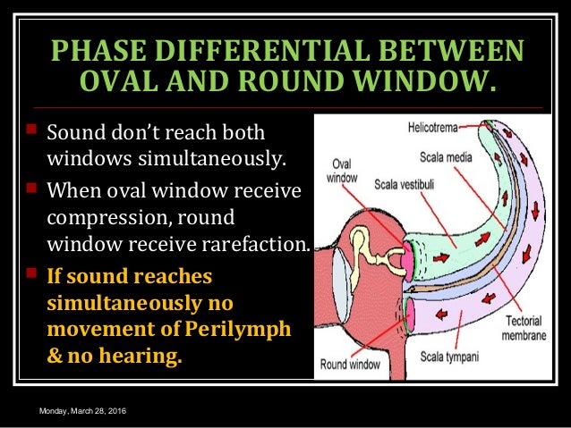 Physiology of hearing