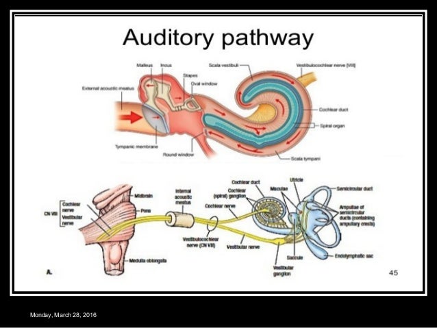 Physiology of hearing