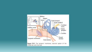 Physiology of hearing | PPTX
