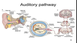 Physiology of hearing | PPT