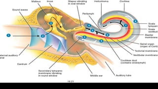 Physiology of hearing | PPT