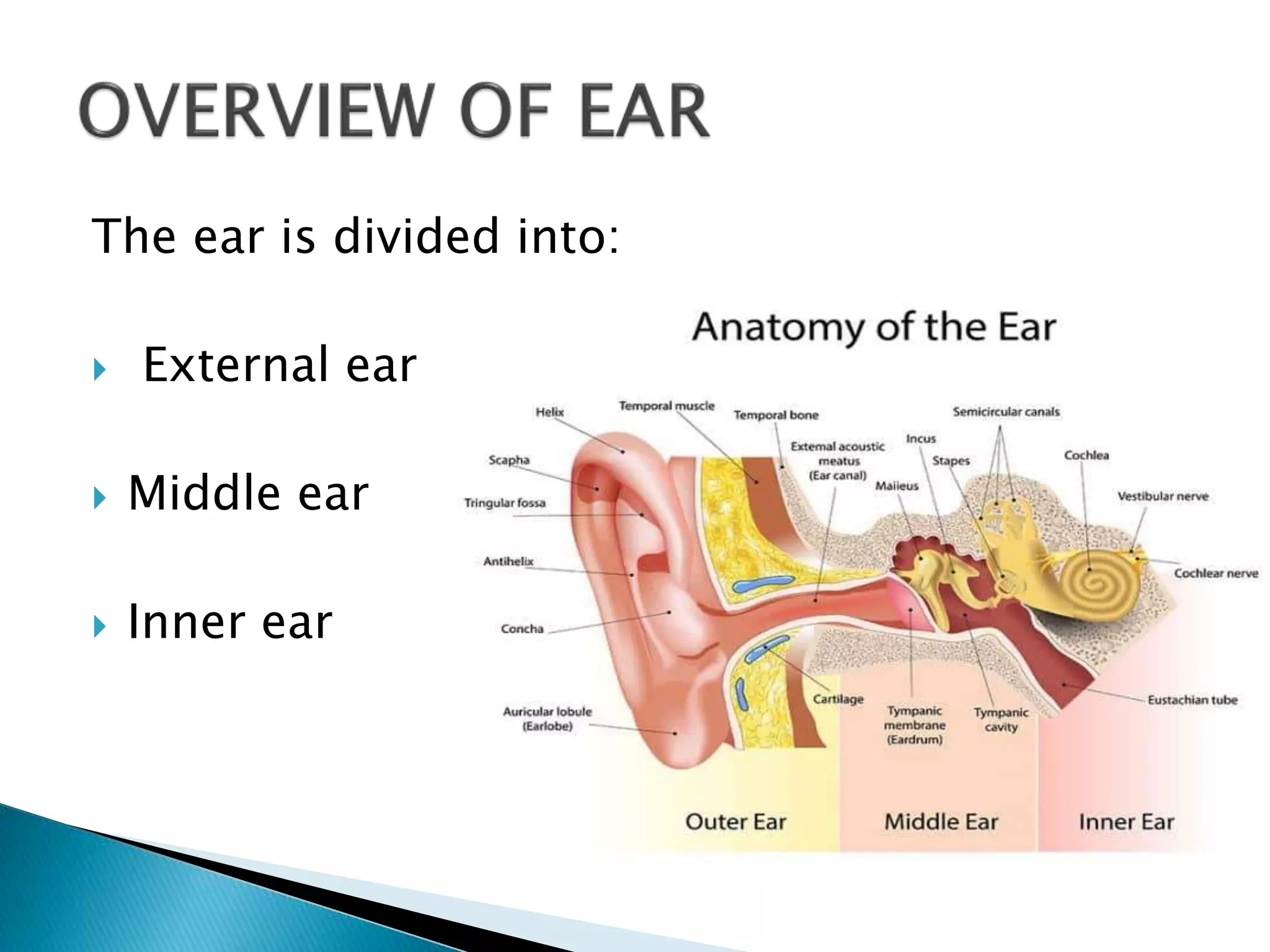 PHYSIOLOGY OF HEARING.pptx | Digital Audio | Computer Software and Applications