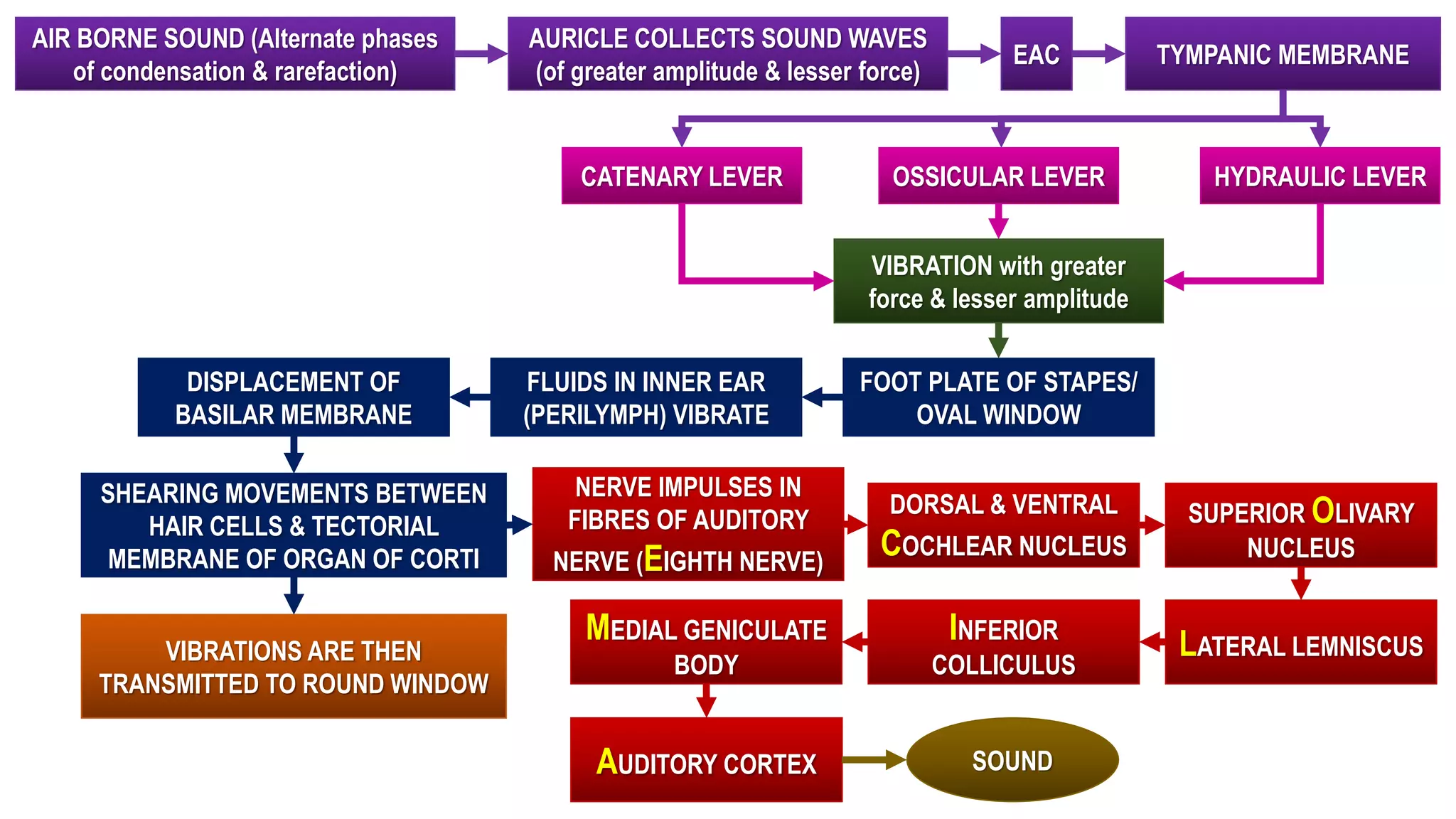 PHYSIOLOGY OF HEARING.pptx | Digital Audio | Computer Software and Applications