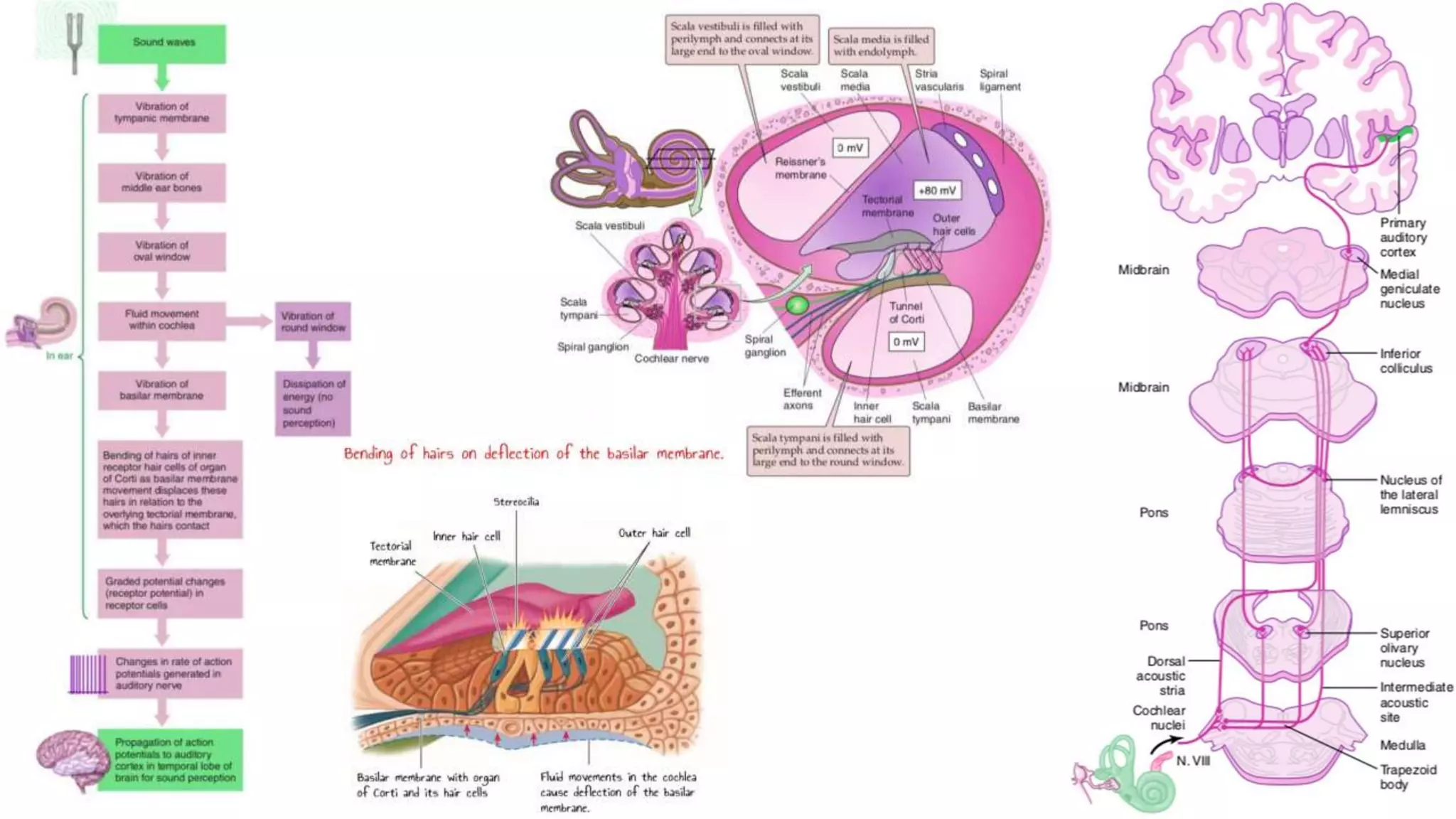 PHYSIOLOGY OF HEARING.pptx | Digital Audio | Computer Software and Applications
